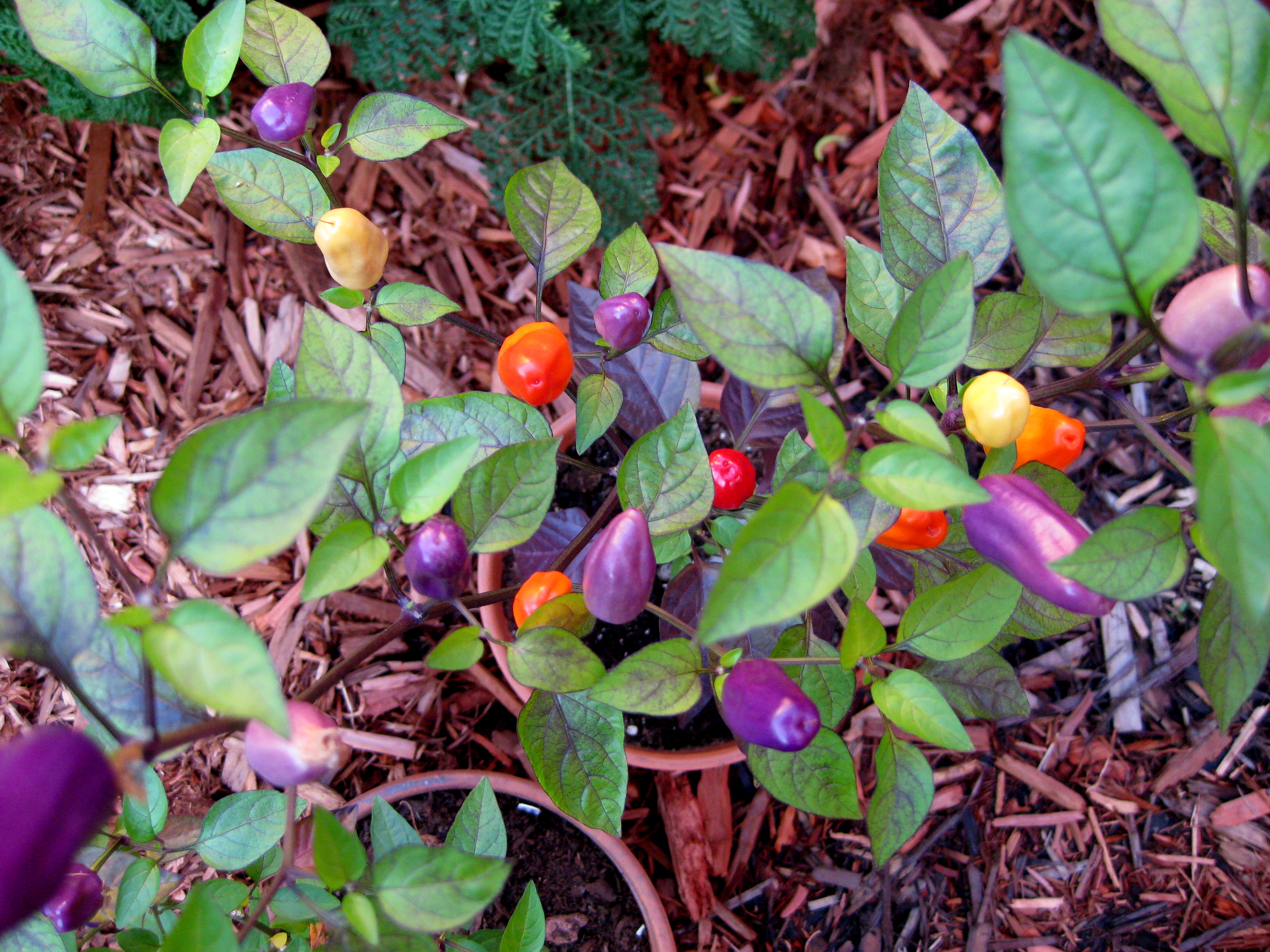 Chinese Five Color Hot Pepper | Secret Wool Society