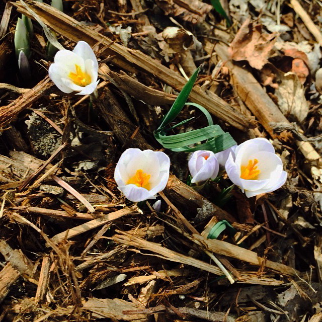 Early Spring in Alberta | Secret Wool Society